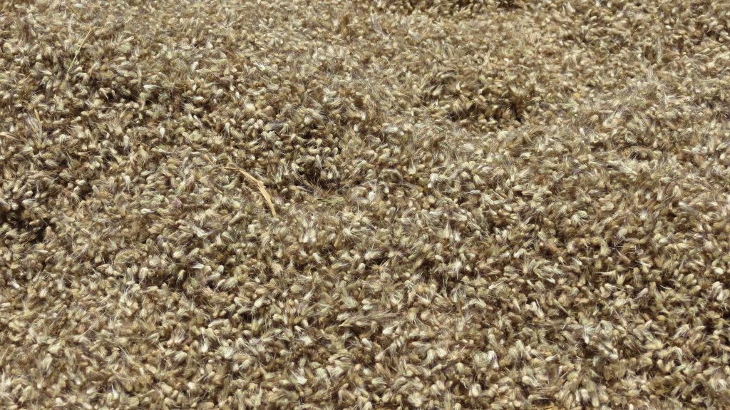 Pasture Seed – KVDA