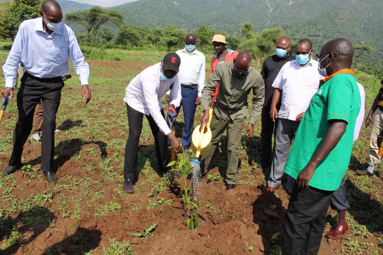 MANGO SEEDLINGS DISTRIBUTION AT ARROR – KVDA